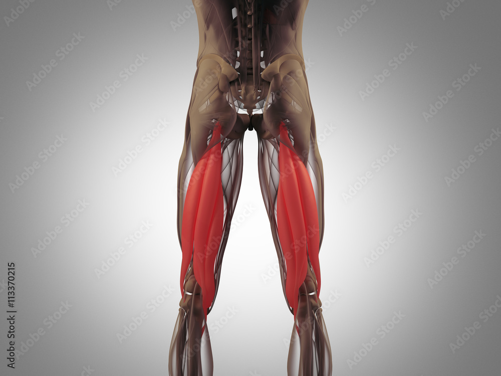 Hamstring muscle group, human anatomy muscle system. 3d illustration ...