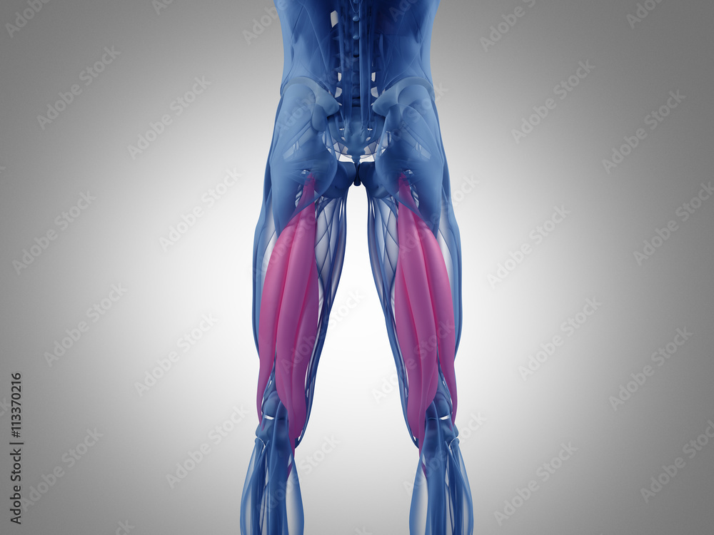Hamstring muscle group, human anatomy muscle system. 3d illustration ...