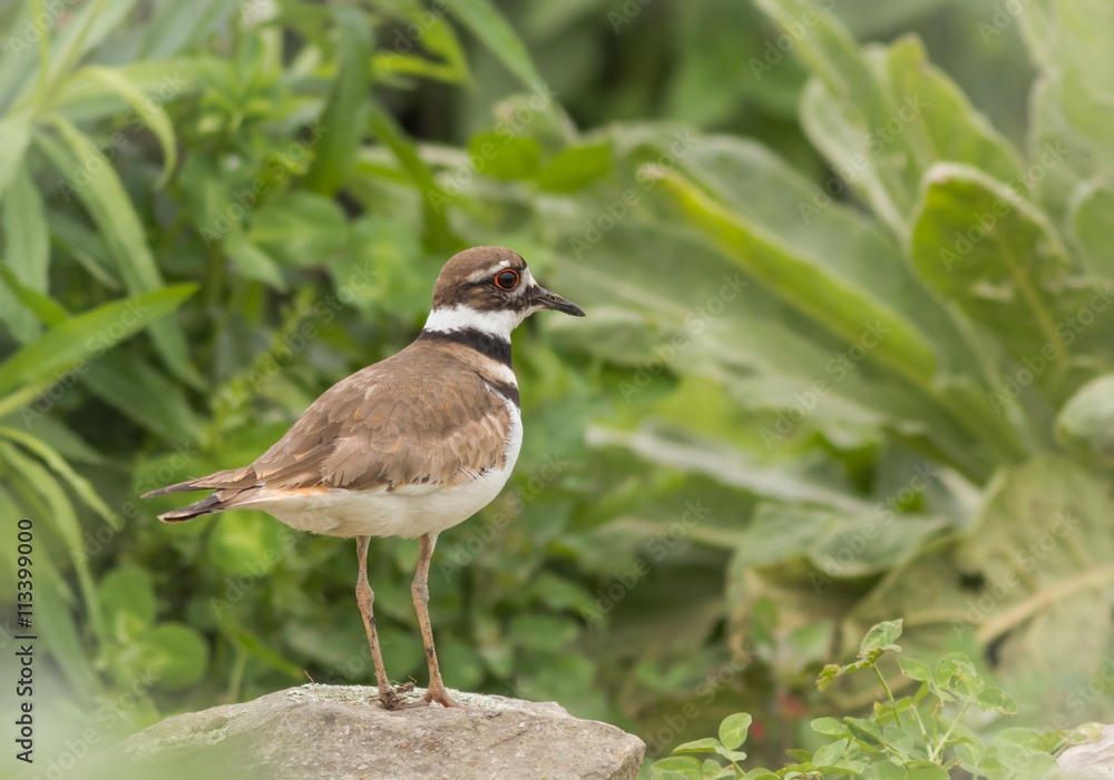 Killdeer standing on a garden rock in a soft setting Stock Photo ...