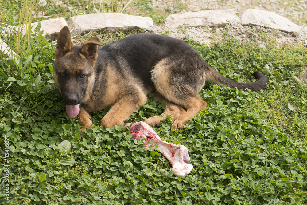 Are Bones Good For German Shepherds