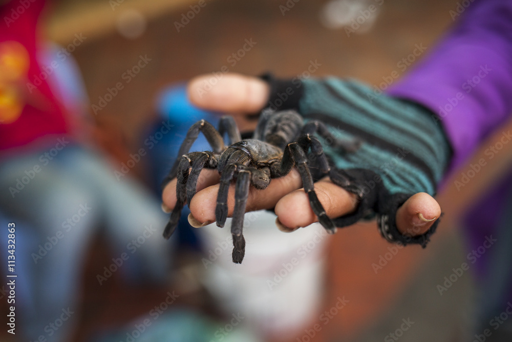 Tarantula on the palm of the hand. Cambodia Stock Photo | Adobe Stock
