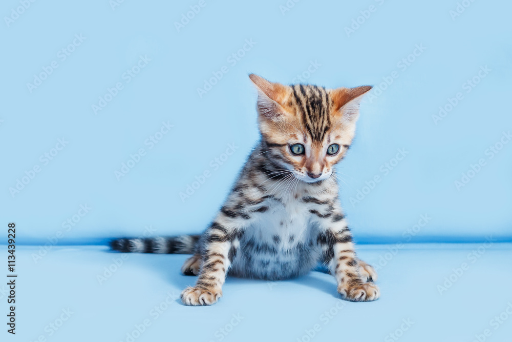 Blue Bengal Kittens