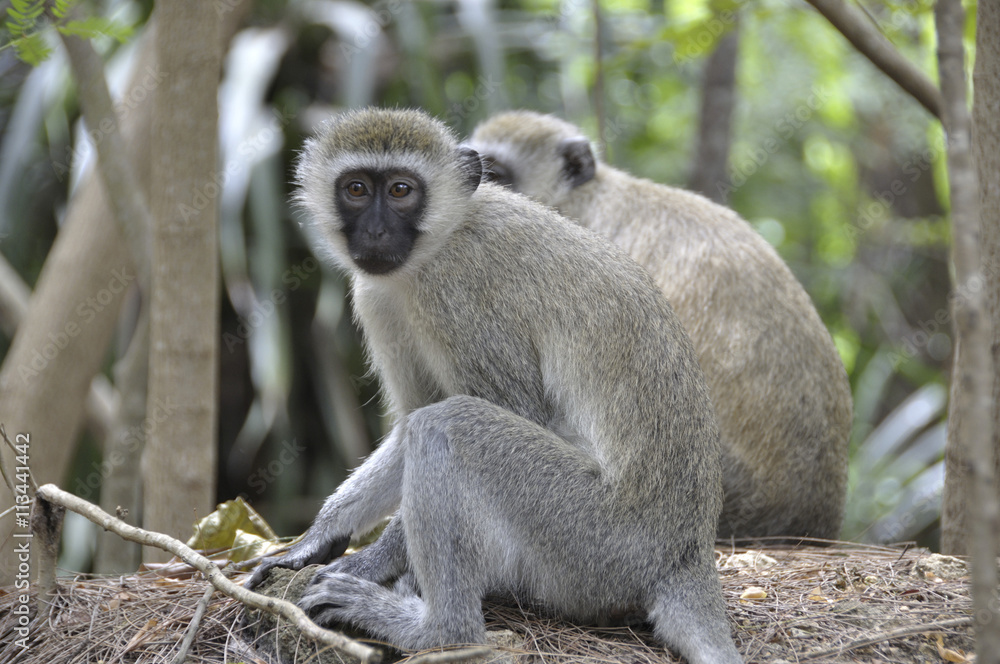 Kenia: Affen im Haller Park. Monkeys in Haller Park Mombasa Stock Photo ...