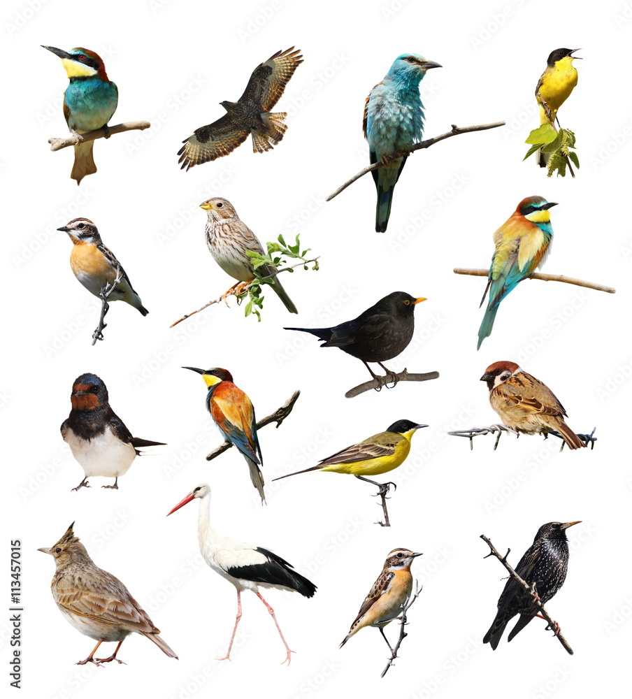 Set of photographs of birds isolated on white background, texture Stock ...