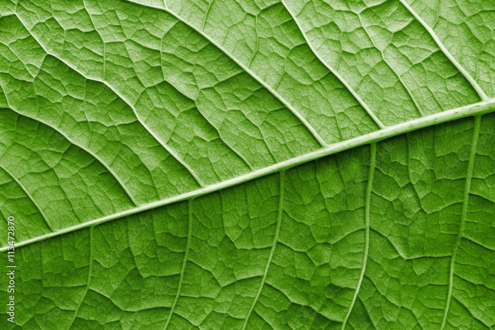 texture surface leaf plant of green color Stock Photo | Adobe Stock