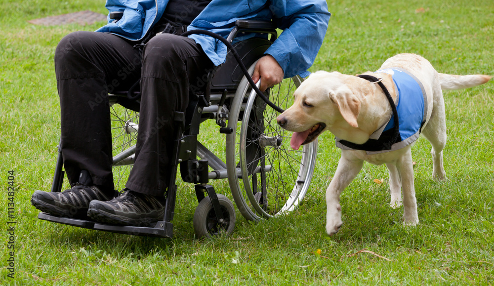Labrador guide dog and his disabled owner Stock Photo | Adobe Stock