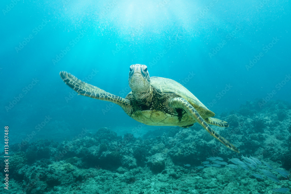 Turtle swimming in sea at Hawaii Stock Photo | Adobe Stock