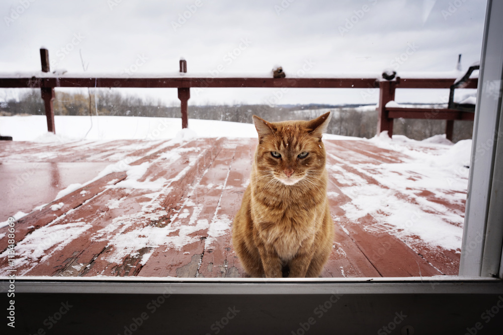 Portrait of cat looking through window Stock Photo | Adobe Stock