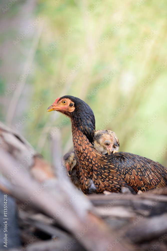 Thailand chicken breed fighters.baby chicken riding back hen Stock ...