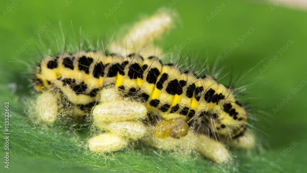 Parasitic wasp larva emerging from caterpillar. Burnet moth caterpillar ...