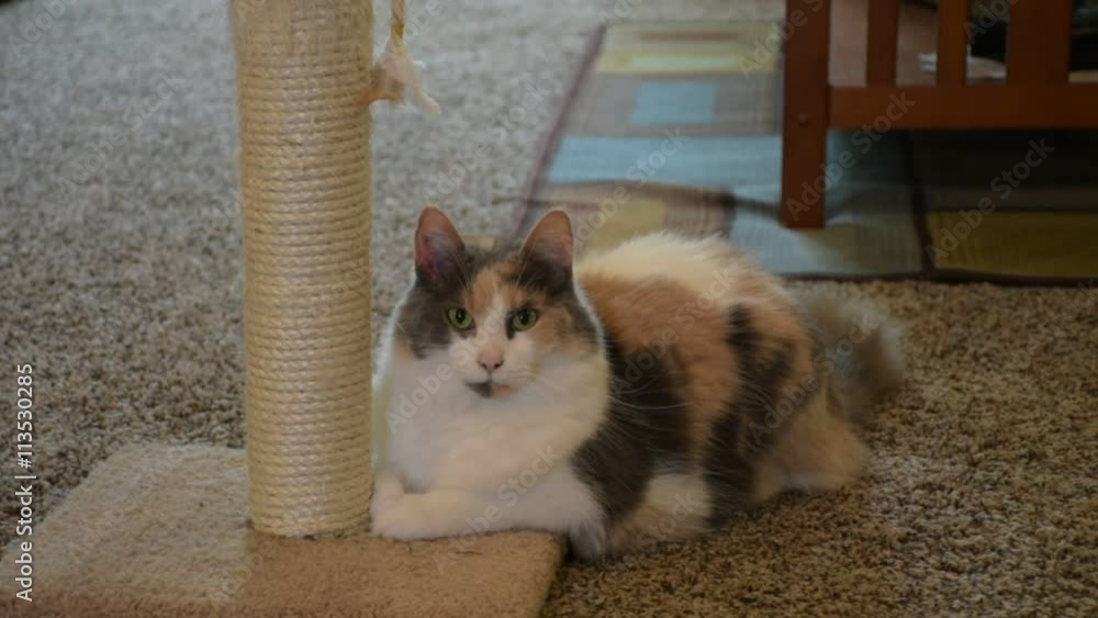 An adult domesticated female muted calico cat sits calmly by her ...