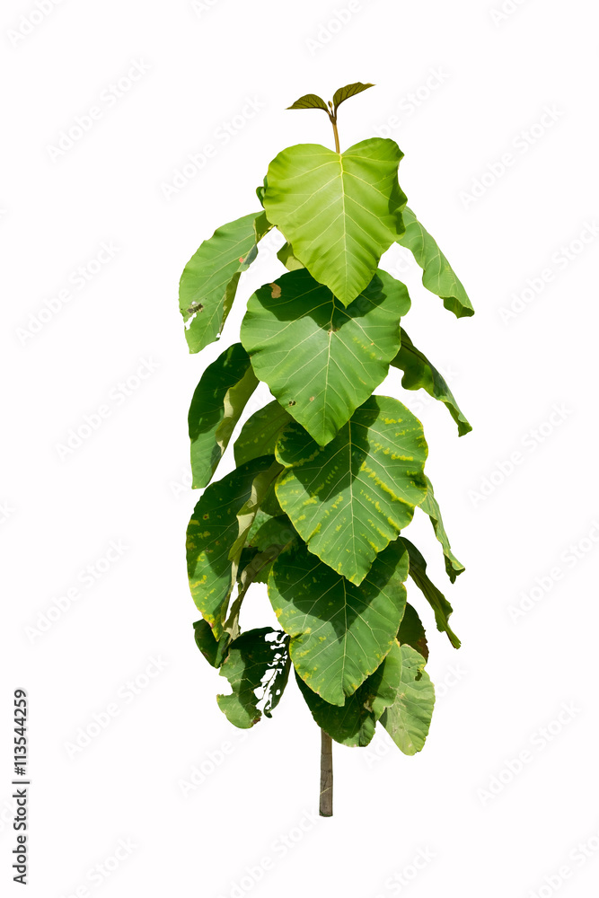 burmese teak tree(tectona grandis) isolated on white background Stock Photo | Adobe Stock