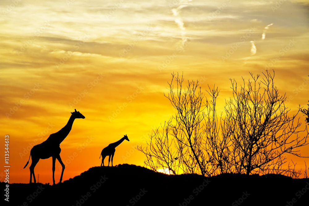 paisaje natural con animales Stock Photo | Adobe Stock