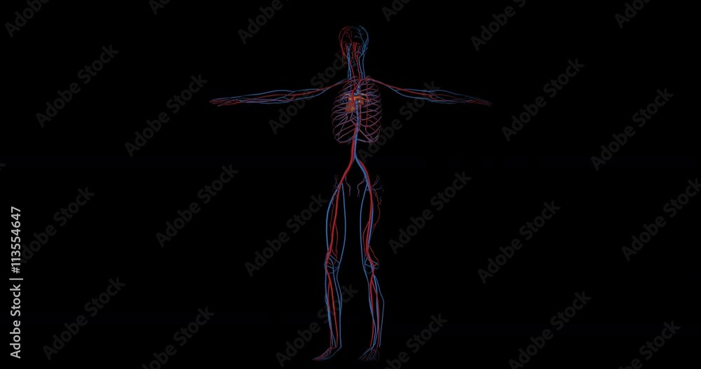 Vidéo Stock Animation of system of veins and arteries and heart in ...