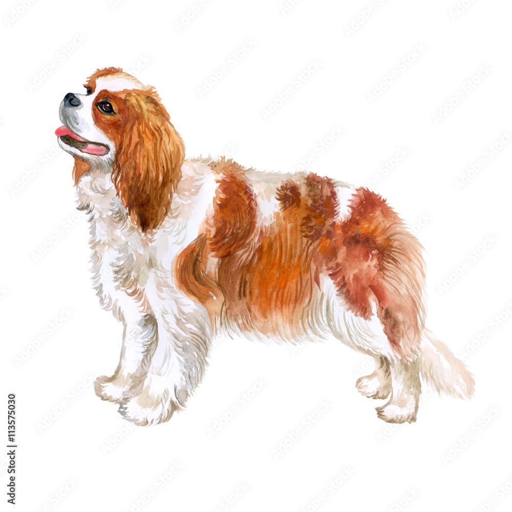 Watercolor closeup portrait of Cavalier king charles spaniel breed dog ...