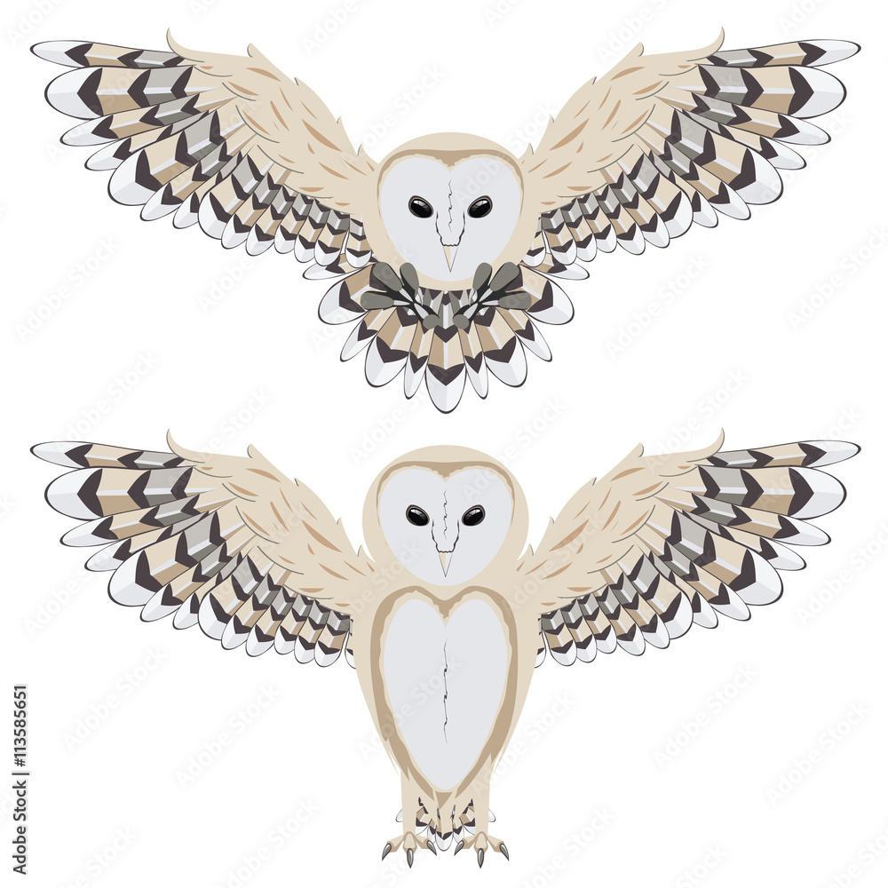 Cartoon Barn Owl Stock Vector | Adobe Stock