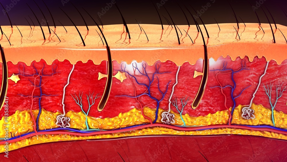 Skin Anatomy Stock Illustration | Adobe Stock