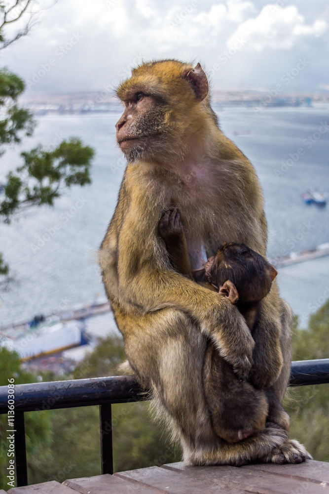 Affenbaby auf Gibraltar mit Hunger und die Mutter genießt dabei die ...