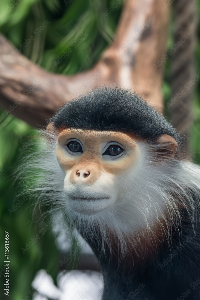 Close up Red-shanked douc is a Vietnamese word meaning "monkey" , being ...