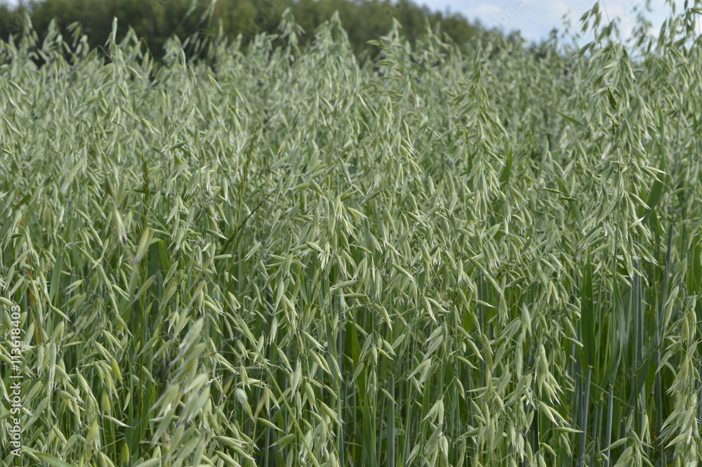 Grain, Oat, oats field, field with growing oats, green oats, oats ...