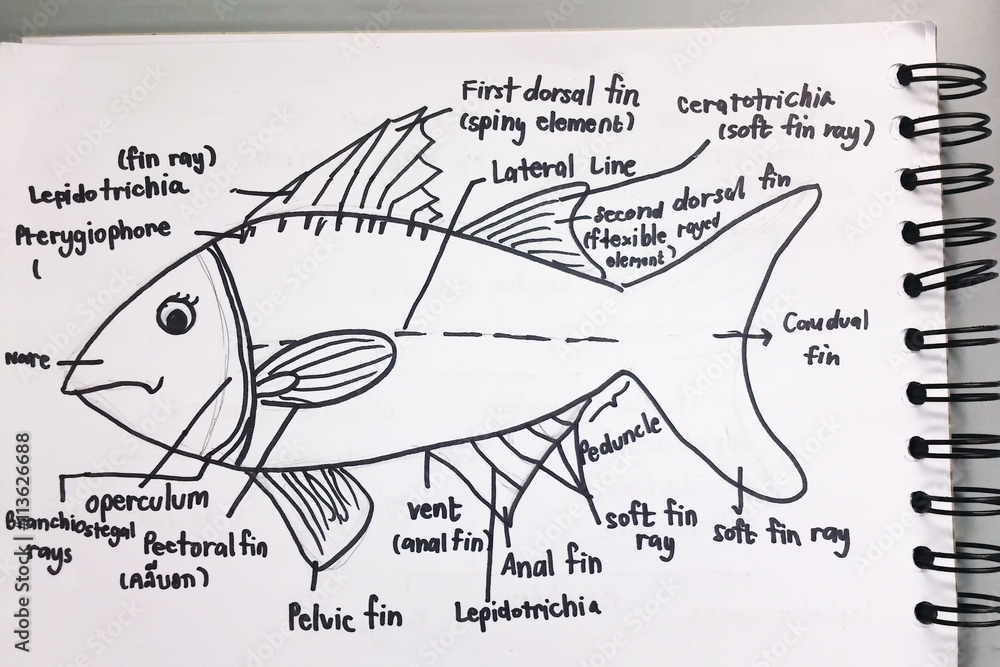 Anatomy of a fish sketchup Stock Photo | Adobe Stock