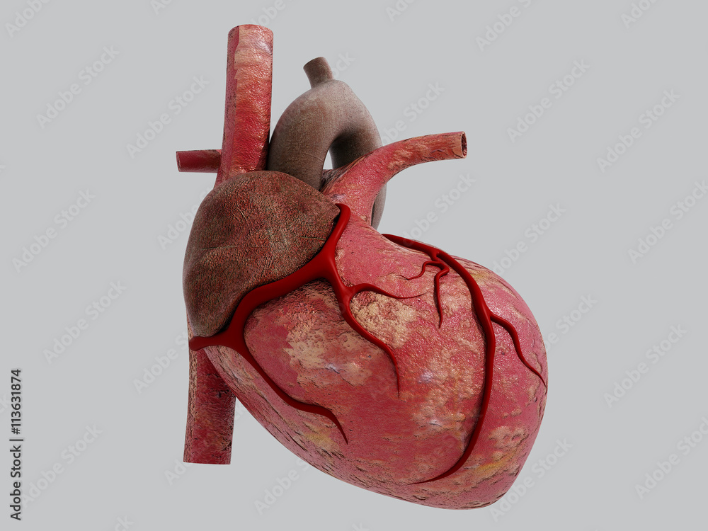 3D Human Heart - Anatomy of Human Heart Stock Illustration | Adobe Stock