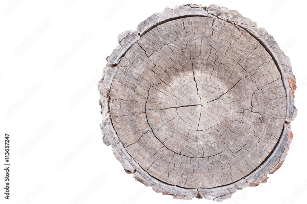 Tree Stump Texture