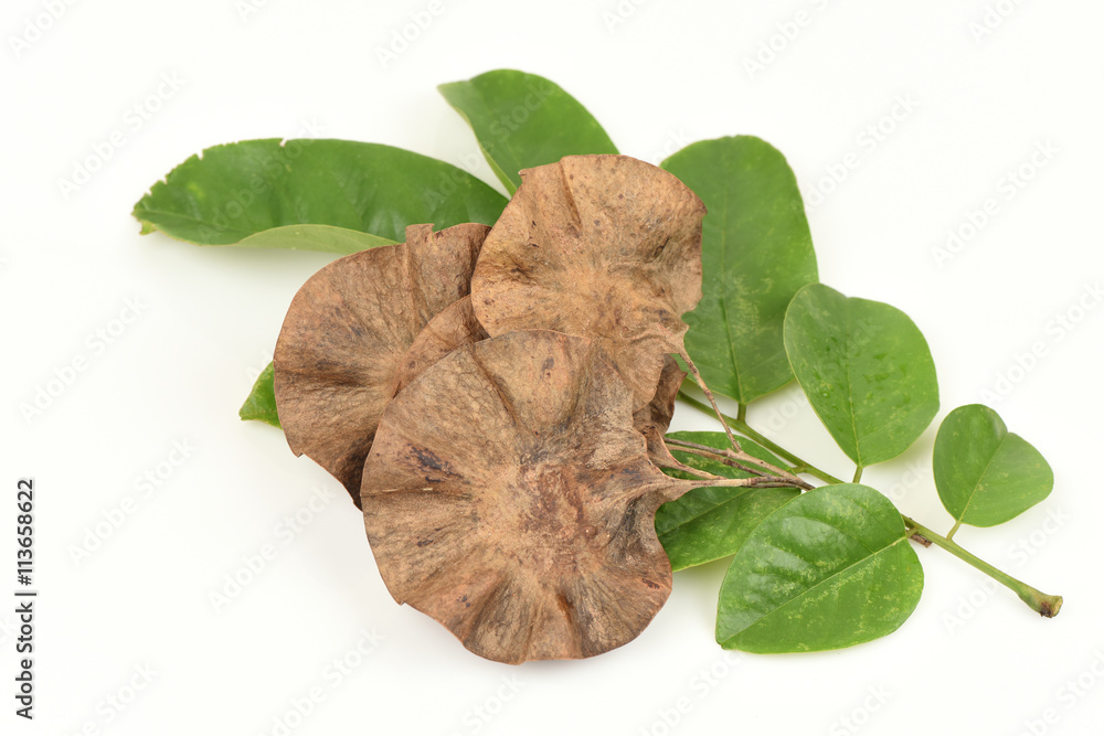 Burma Padauk, Narra, Angsana Norra, Malay Padauk, Burmese Rosewood ...