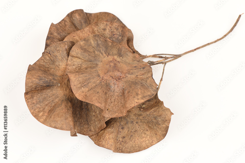 Foto de Burma Padauk, Narra, Angsana Norra, Malay Padauk, Burmese ...