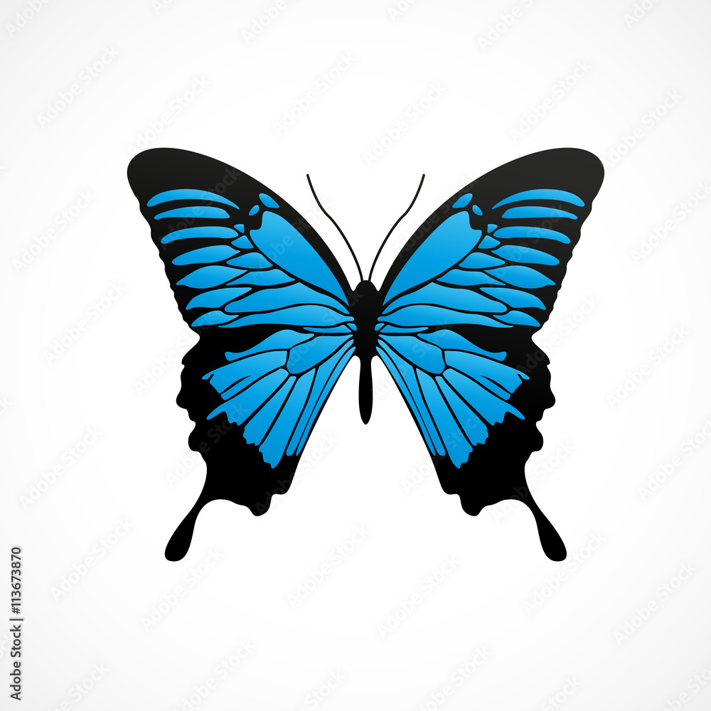 papillon Stock Vector | Adobe Stock