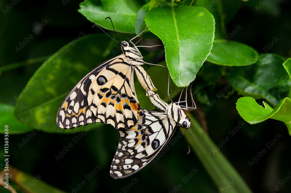 coupling and mating of butterflies, sexual reproduction of butterflies ...