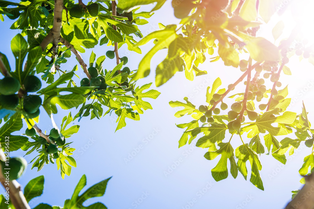 figs tree.fig shadding.fig shadow.fig brance.figs fruit.figs on Stock ...