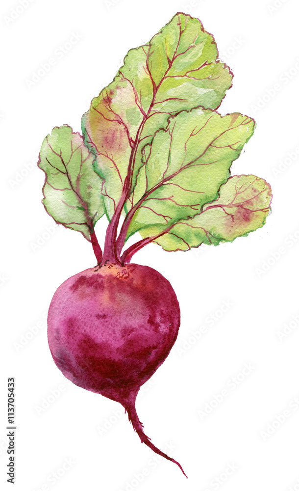 Watercolor Beetroot. Watercolor painting on white background. Stock ...