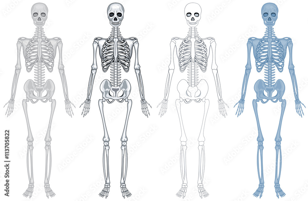 Different diagram of human skeleton Stock Vector | Adobe Stock