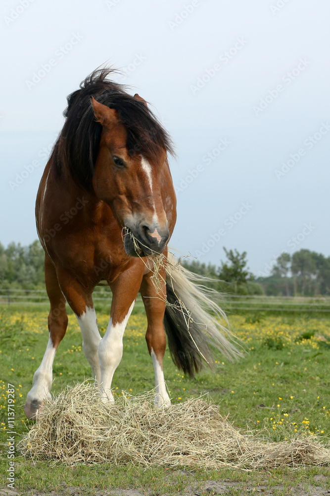 Pferd mit Futterneid Stock-Foto | Adobe Stock