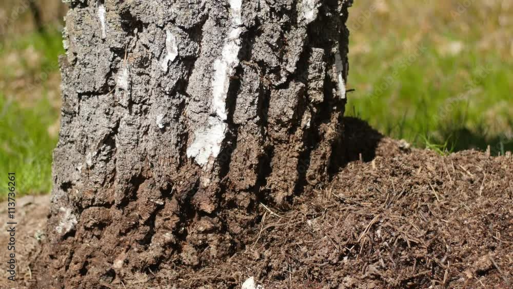 ants making a nest hill at a Spring time and ants motion on tree Stock ...
