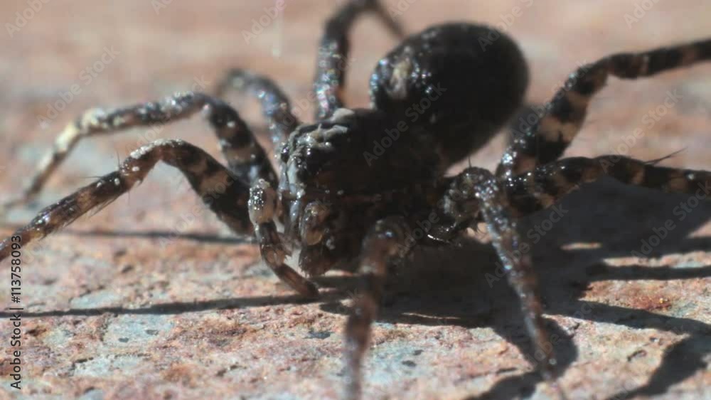 Brown Spider Moves its Legs. The spider enters the frame, stops, and ...