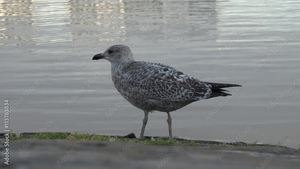 Herring gull eating, vomiting and defecating Stock Video | Adobe Stock