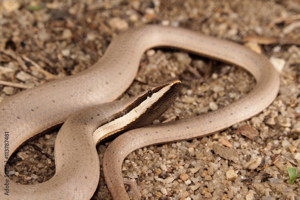Legless Lizard With Legs