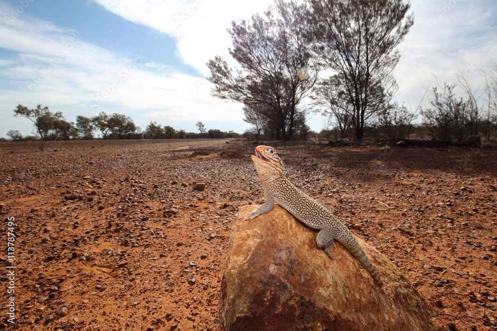 The central netted dragon or central netted ground dragon, Ctenophorus ...