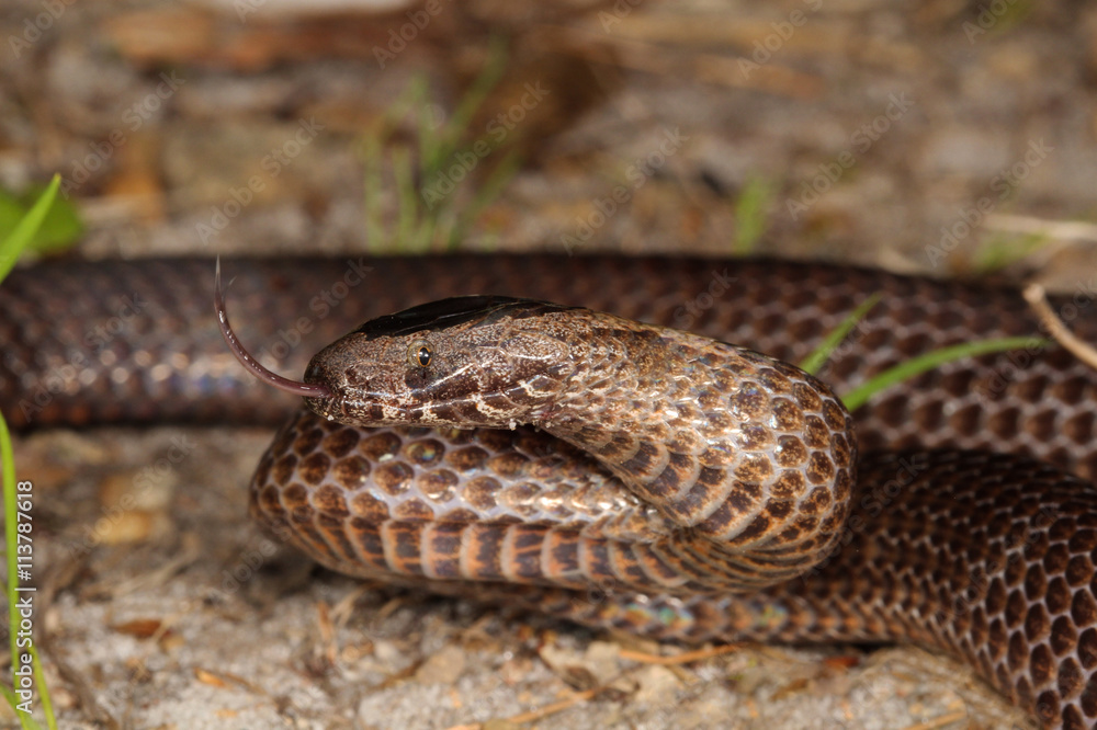 The Golden-crowned Snake is a small Australian elapid snake. Like other ...