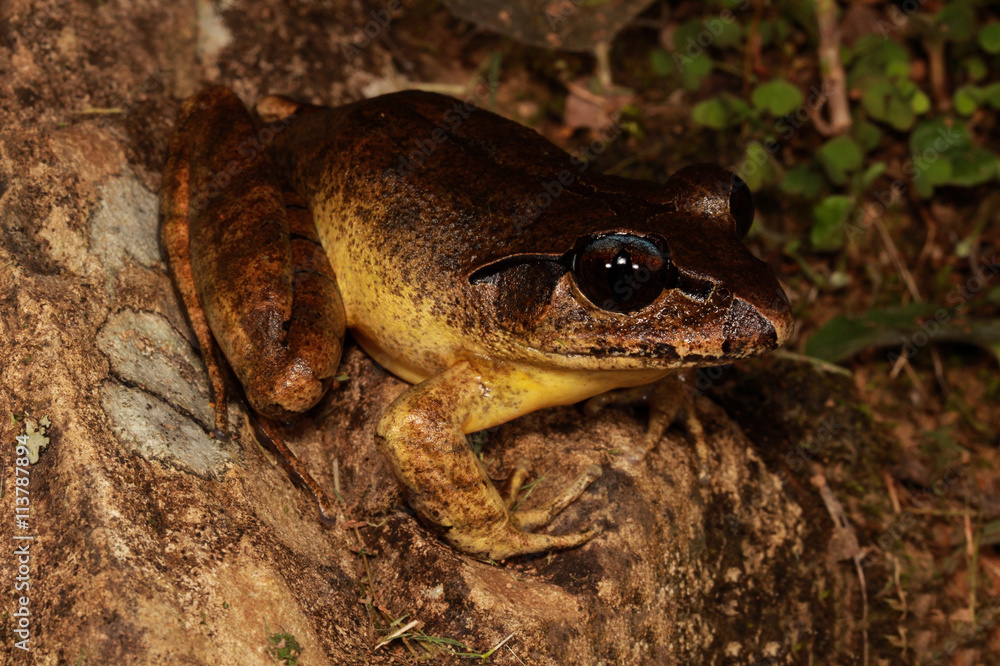 The Stuttering frog is a large species of frog that inhabits temperate ...