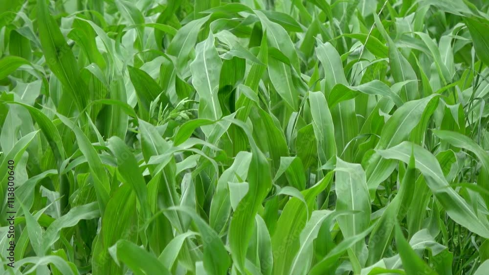 Vídeo do Stock: Corn field young plants stalks slowly moved wind green ...