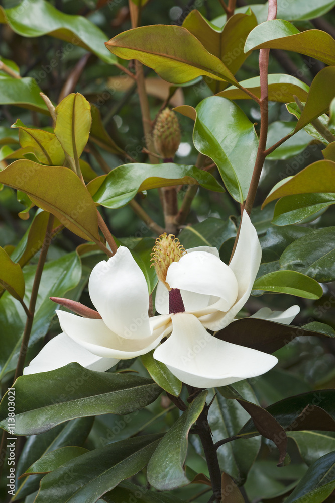 Southern magnolia (Magnolia grandiflora). Called Evegreen Magnolia ...