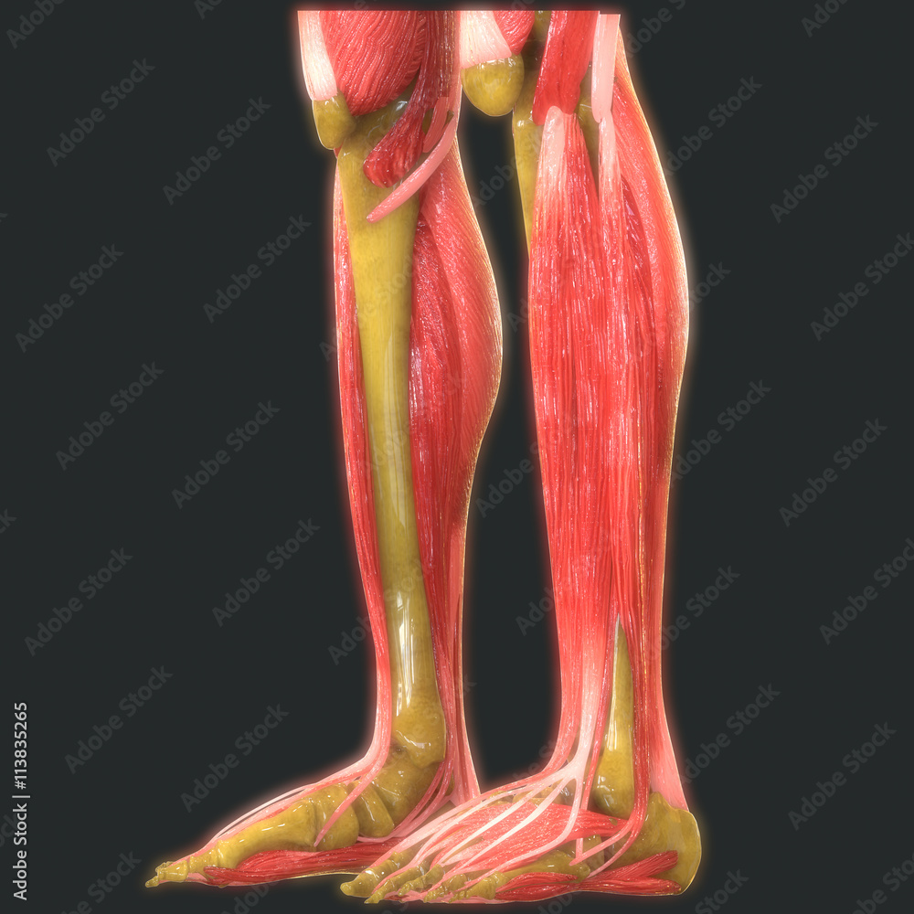 Human Leg Joints With Muscles Anatomy Stock Illustration | Adobe Stock
