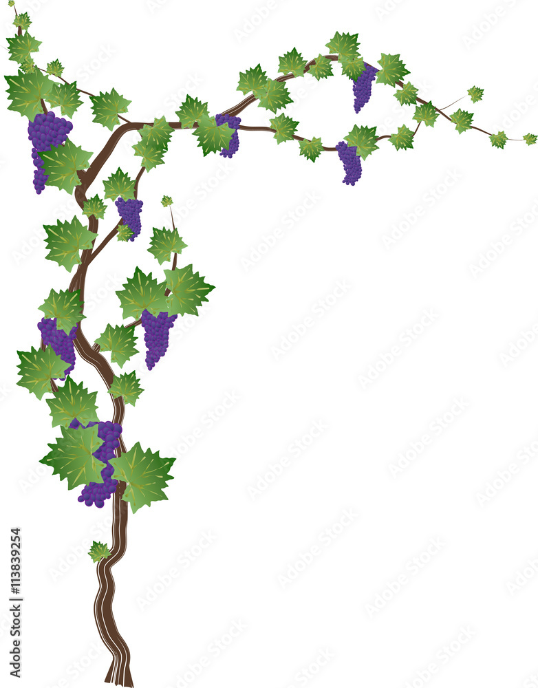 Floral frame with grapevine, grape clusters on a vine tree. Graphic ...