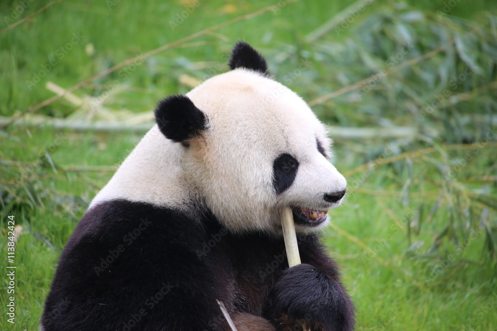 Großer Panda frisst Bambus Stock-Foto | Adobe Stock