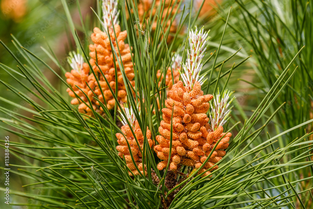 Inflorescencias masculinas. Pino doncel o piñonero. Pinus pinea. Stock ...