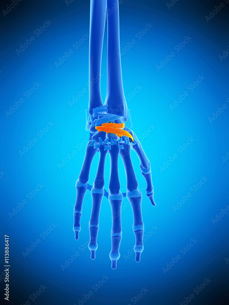 medically accurate illustration of the dorsal intercarpal ligaments ...