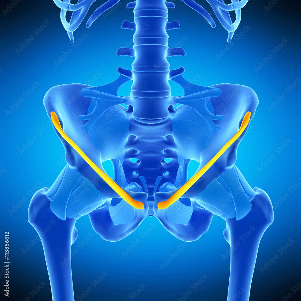 Medically Accurate Illustration Of The Inguinal Ligament Stock